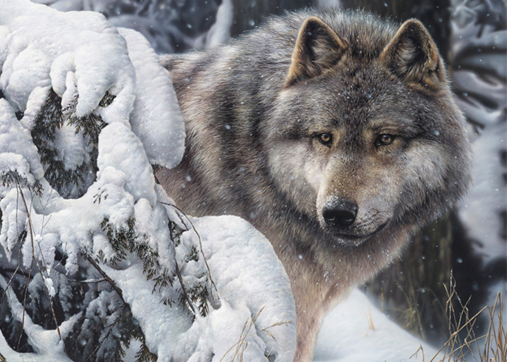 Master of the North - by Canadian Wildlife Artist Denis Mayer Jr.
